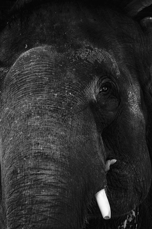 For elephants in Nepal’s Sauraha, humane treatment is a cry in the ...