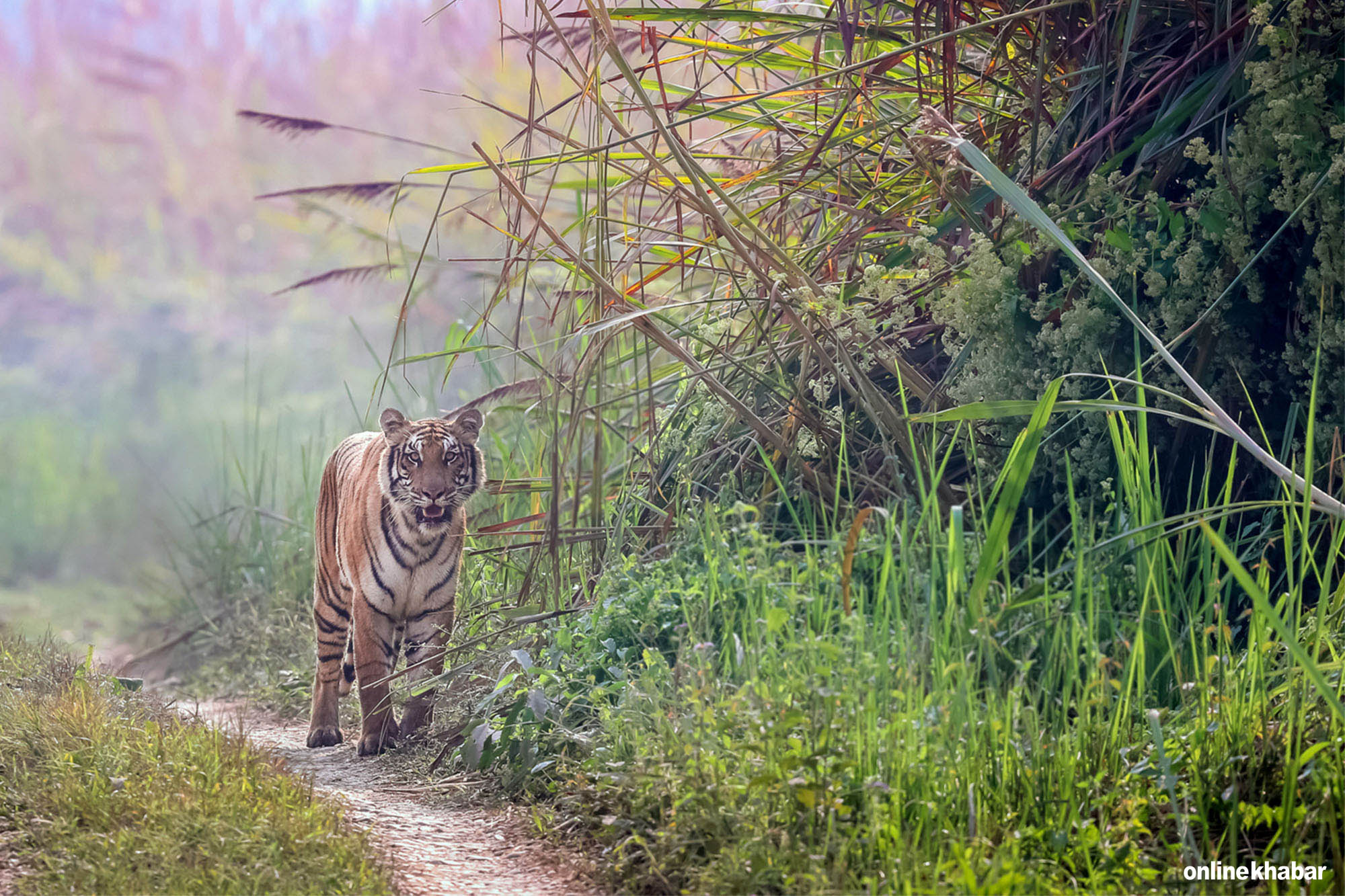 In photos: Encounter with the Royal Bengal Tiger in Nepal's woods ...