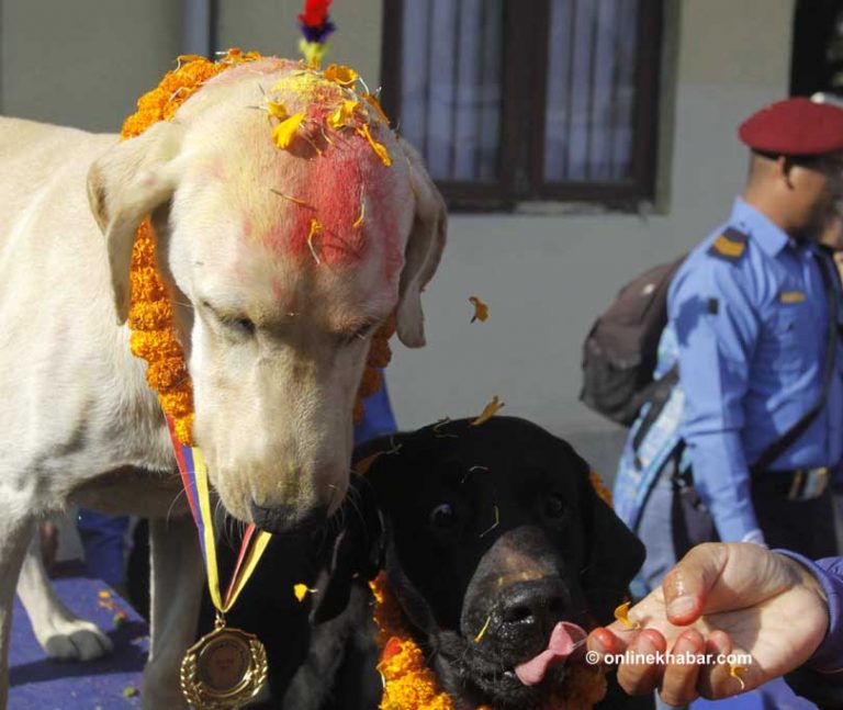 Nepal worships these 7 animals every year, with special festivals for ...