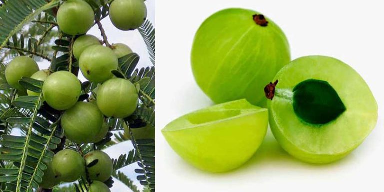 Amala: Here comes the widely available 'superfood' - OnlineKhabar ...