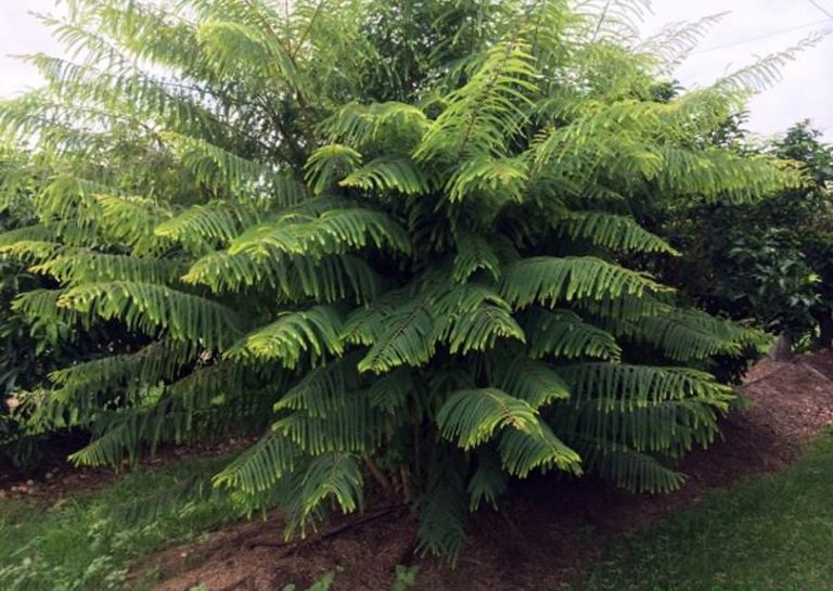 Amala: Here comes the widely available 'superfood' - OnlineKhabar ...