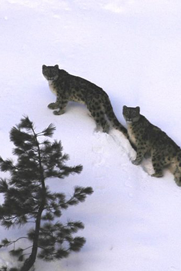 Photographing the elusive snow leopard in the high Himalayas ...