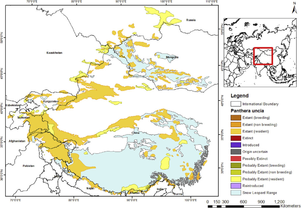 How an increase in snow leopard trafficking is pushing this wildcat to ...