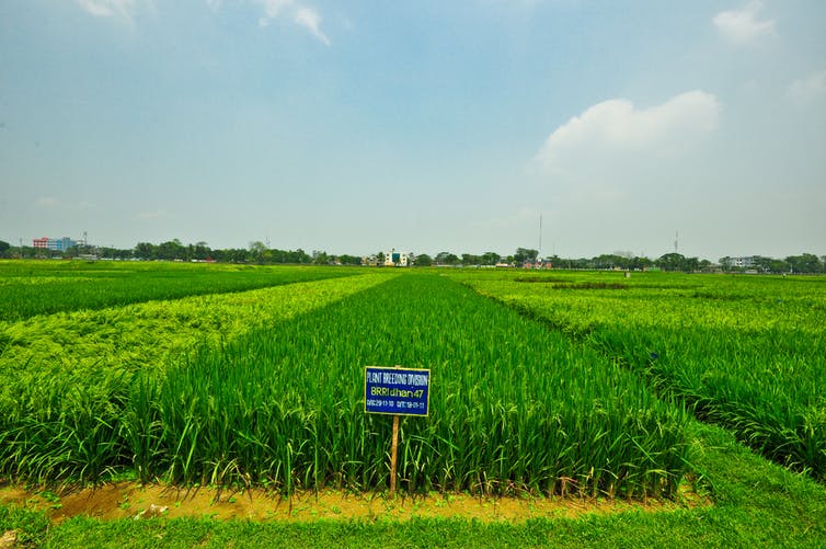 Climate change is making soils saltier, forcing many farmers to find ...