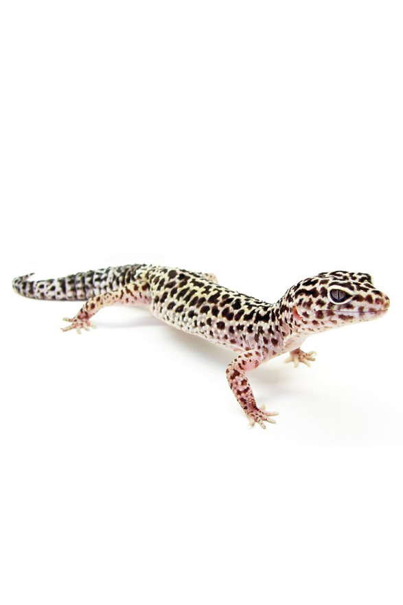 Common leopard gecko found in Nepal for the first time - OnlineKhabar ...