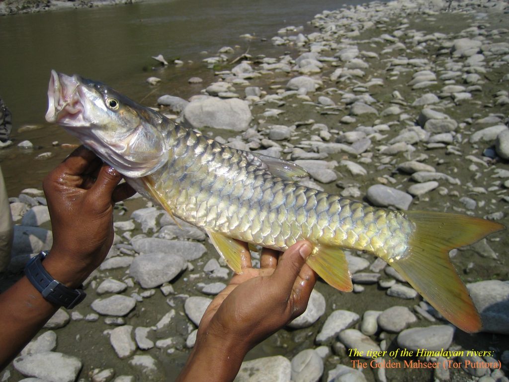 The Himalayan gamefish that rewrote history - OnlineKhabar English News