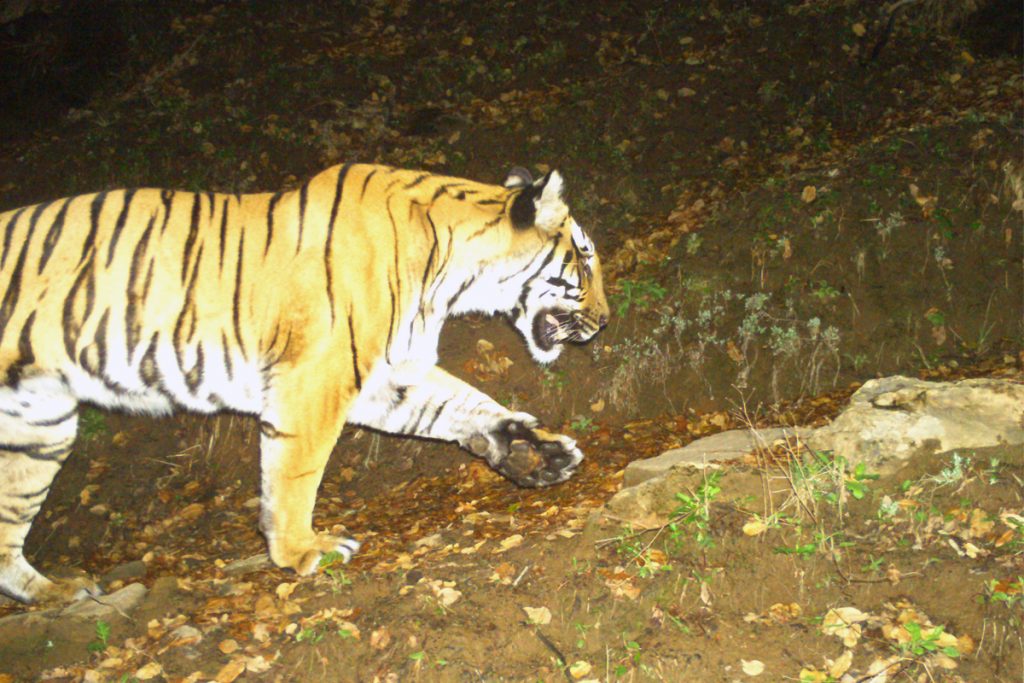 Can the upper Himalayas be the new home for tigers in South Asia ...