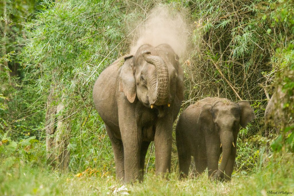 Nepal News: Elephant Day: Why is studying poop important for elephant ...