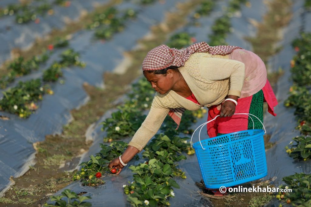 This is how Jhapa indigenous communities are benefitting from a ...