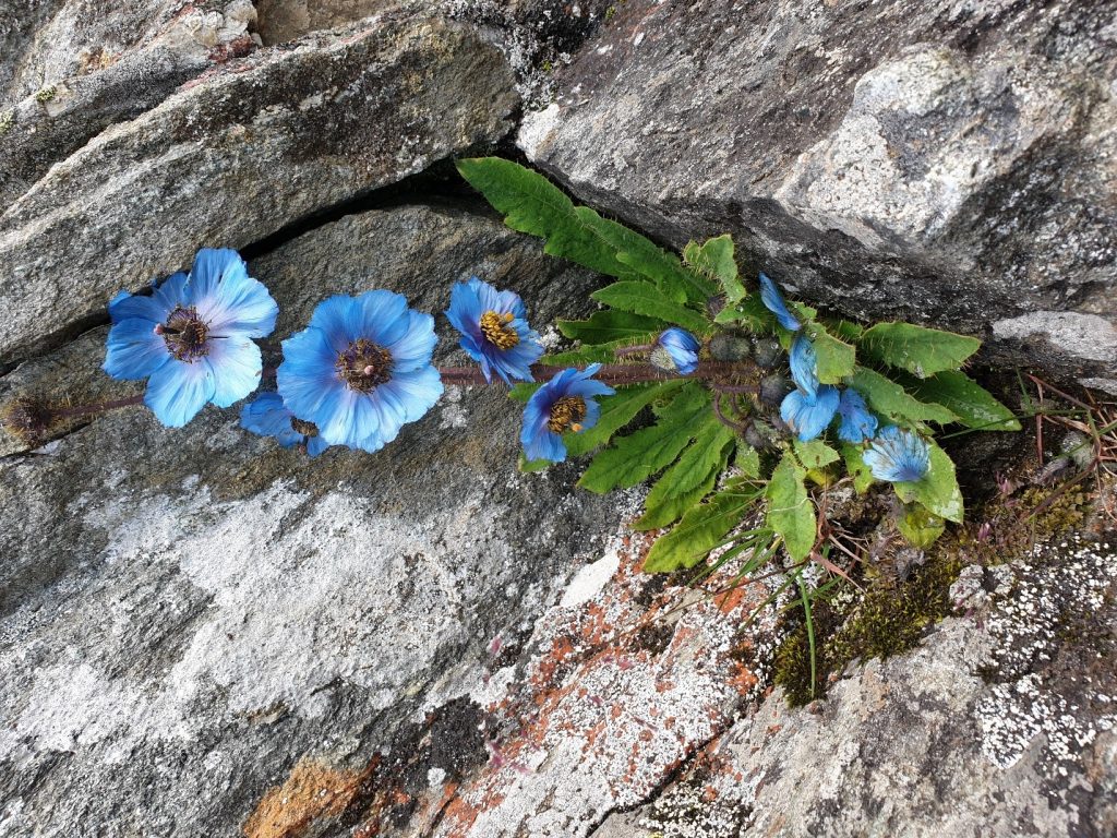 An odyssey to a hallowed wilderness: Surma Sarovar Yatra (Final Part ...