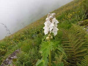 An odyssey to a hallowed wilderness: Surma Sarovar Yatra (Part II ...