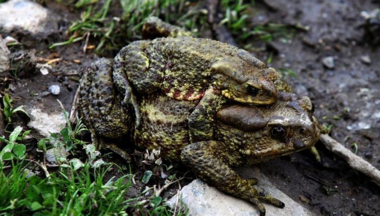 Urbanisation in Nepal destroys frogs’ habitats - OnlineKhabar English News