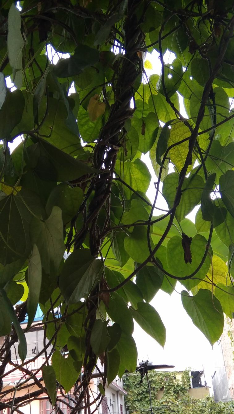 Gurjo: This vine has been household name amid Covid-19 pandemic. What ...
