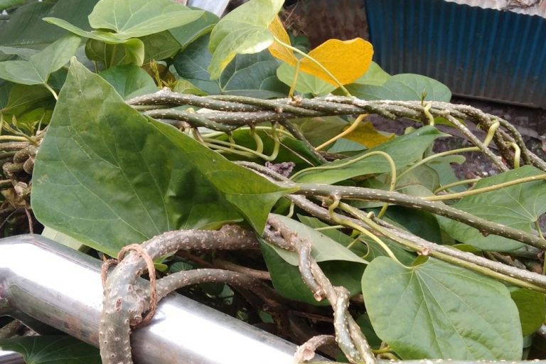 Gurjo: This vine has been household name amid Covid-19 pandemic. What ...