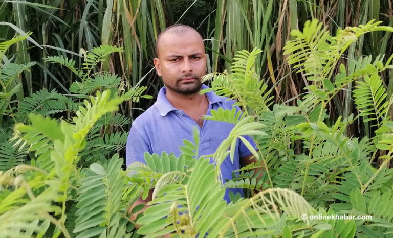 This Nawalpur farmer sells grass worth Rs 10 million a year ...