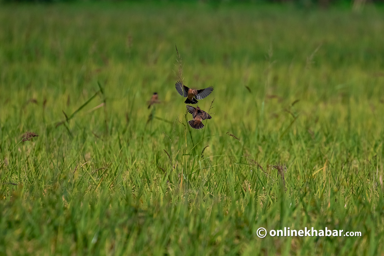 Birdwatchers in Kathmandu, go to Manohara banks for this autumn-for ...
