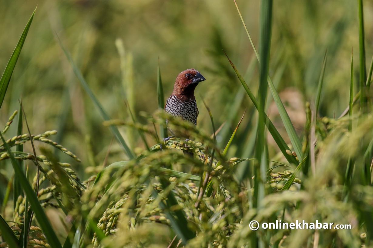 Birdwatchers in Kathmandu, go to Manohara banks for this autumn-for ...