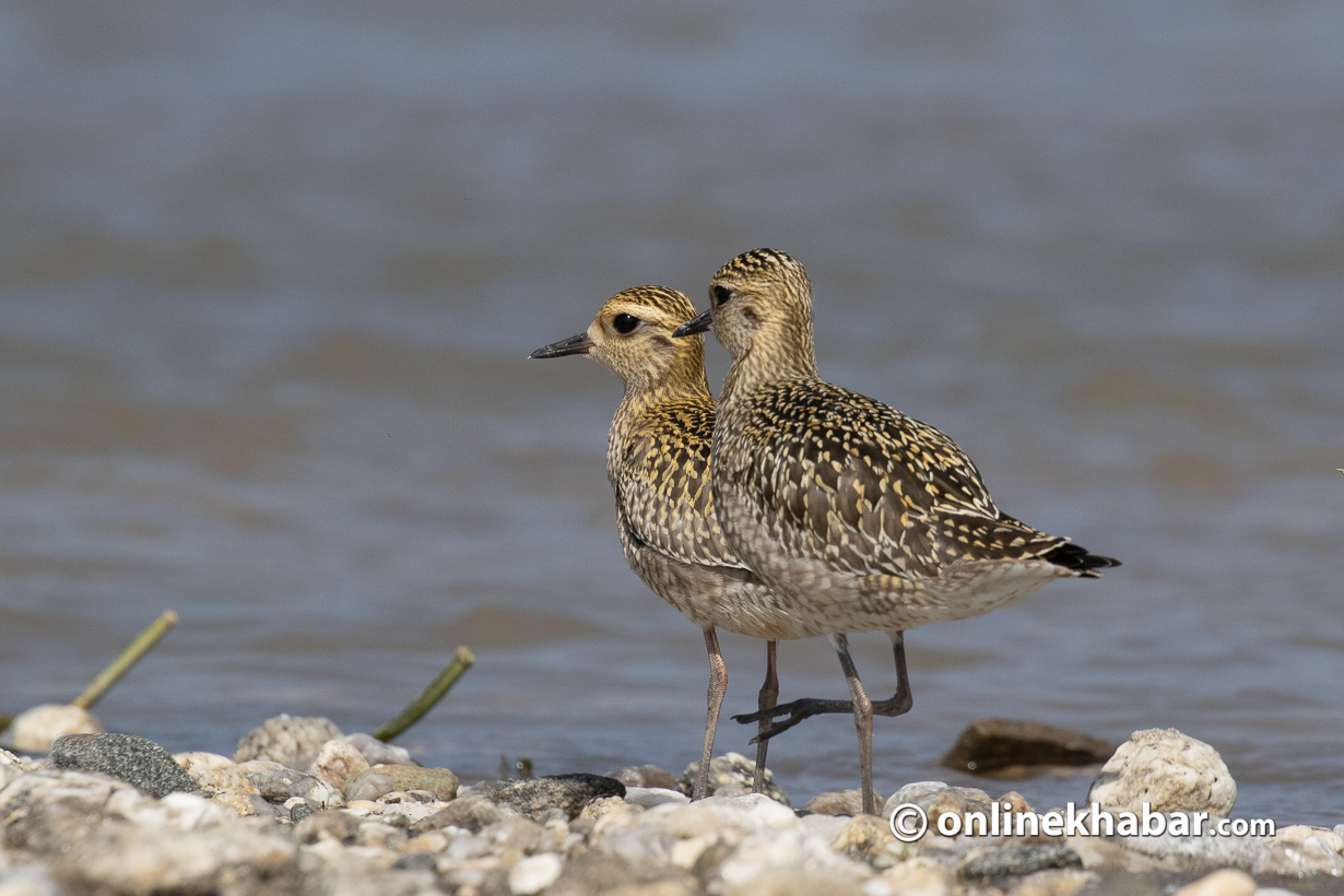 Birdwatchers in Kathmandu, go to Manohara banks for this autumn-for ...
