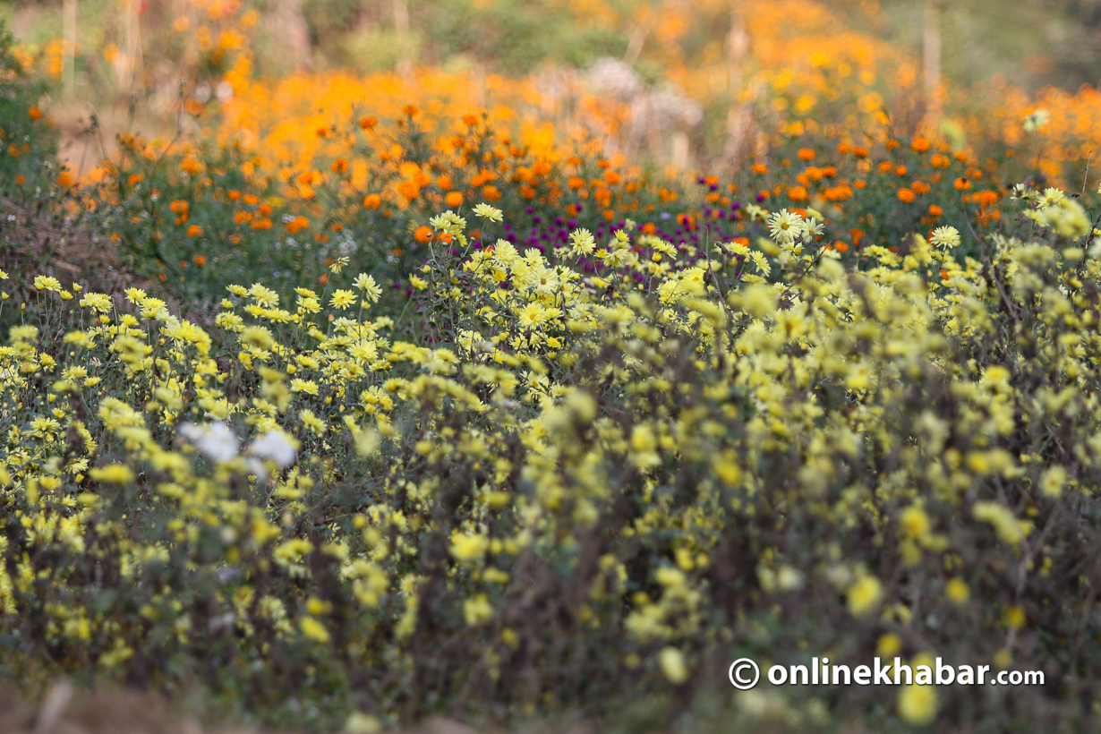 Ichangunarayan steals the limelight every Tihar, but floriculture is an ...