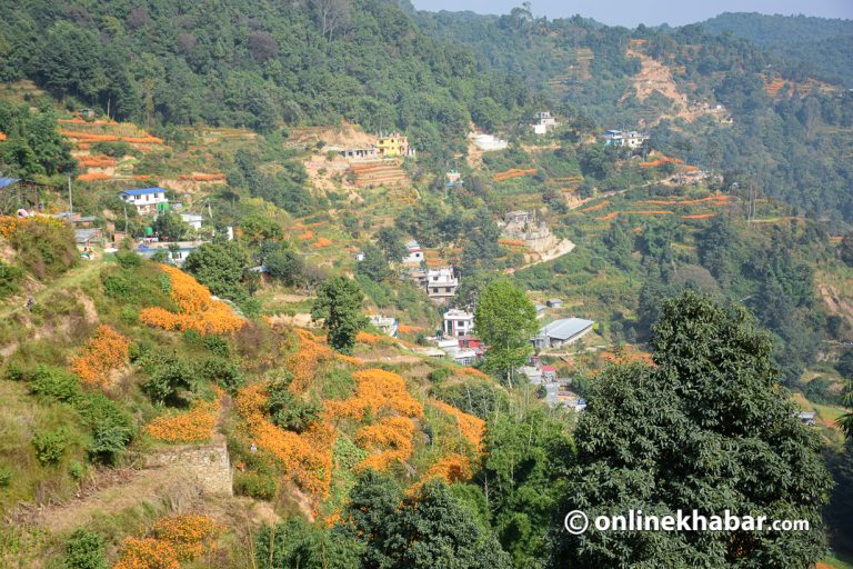 Ichangunarayan steals the limelight every Tihar, but floriculture is an ...
