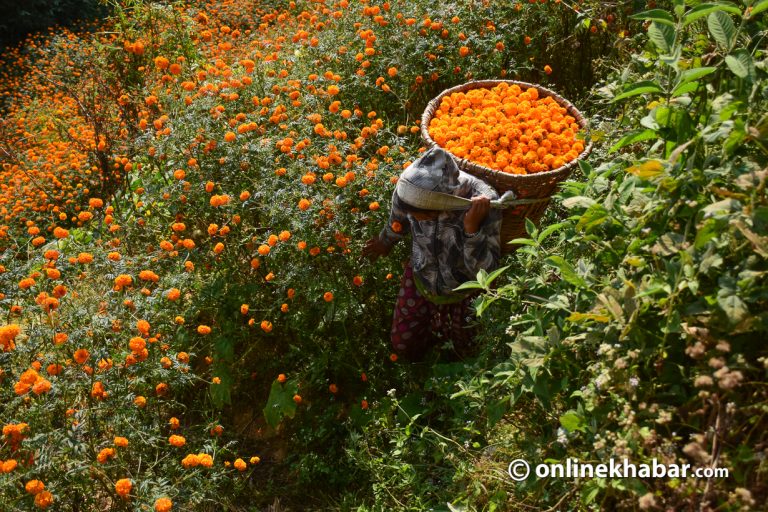 Ichangunarayan steals the limelight every Tihar, but floriculture is an ...