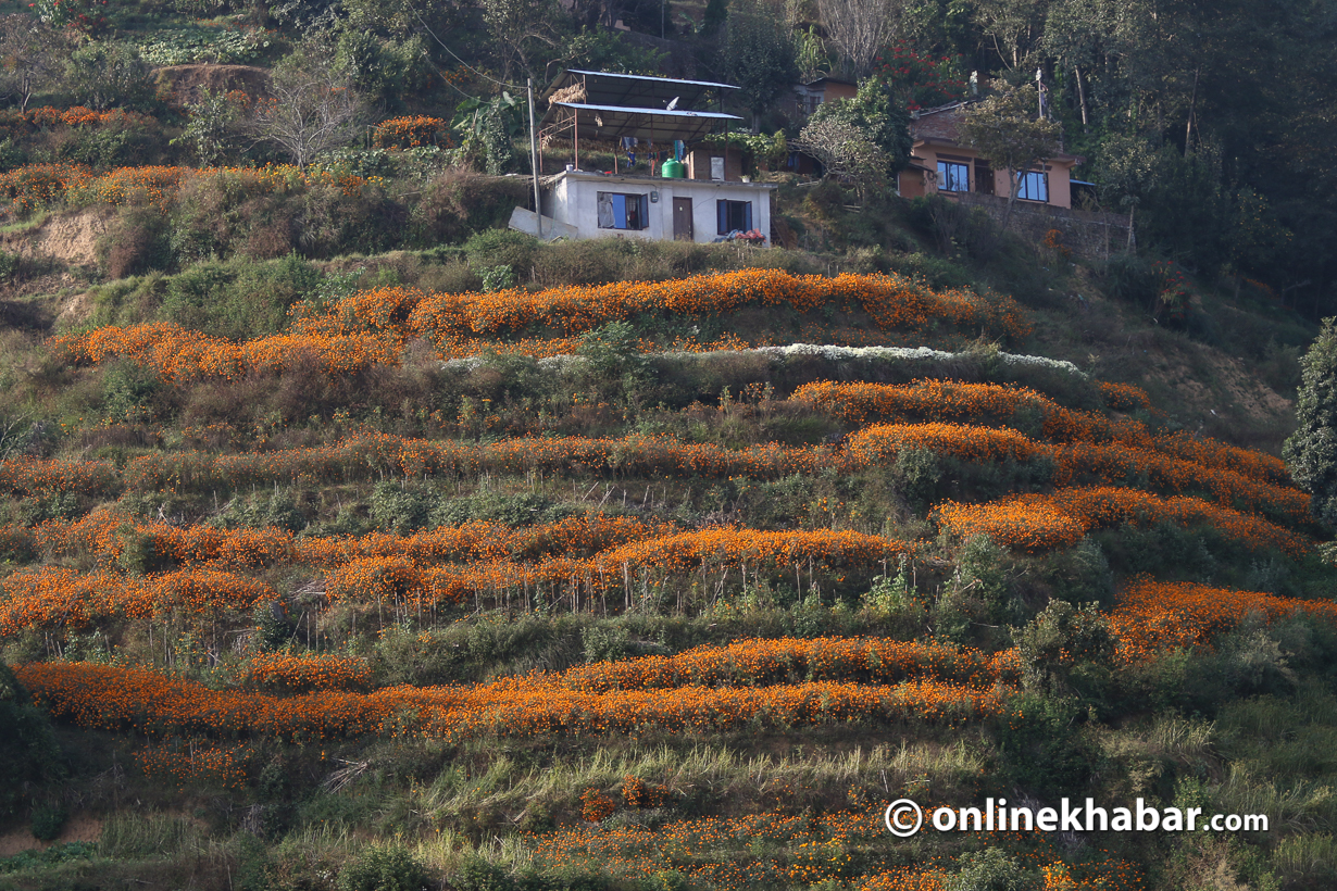 Nepal News: Ichangunarayan village steals the limelight every Tihar ...