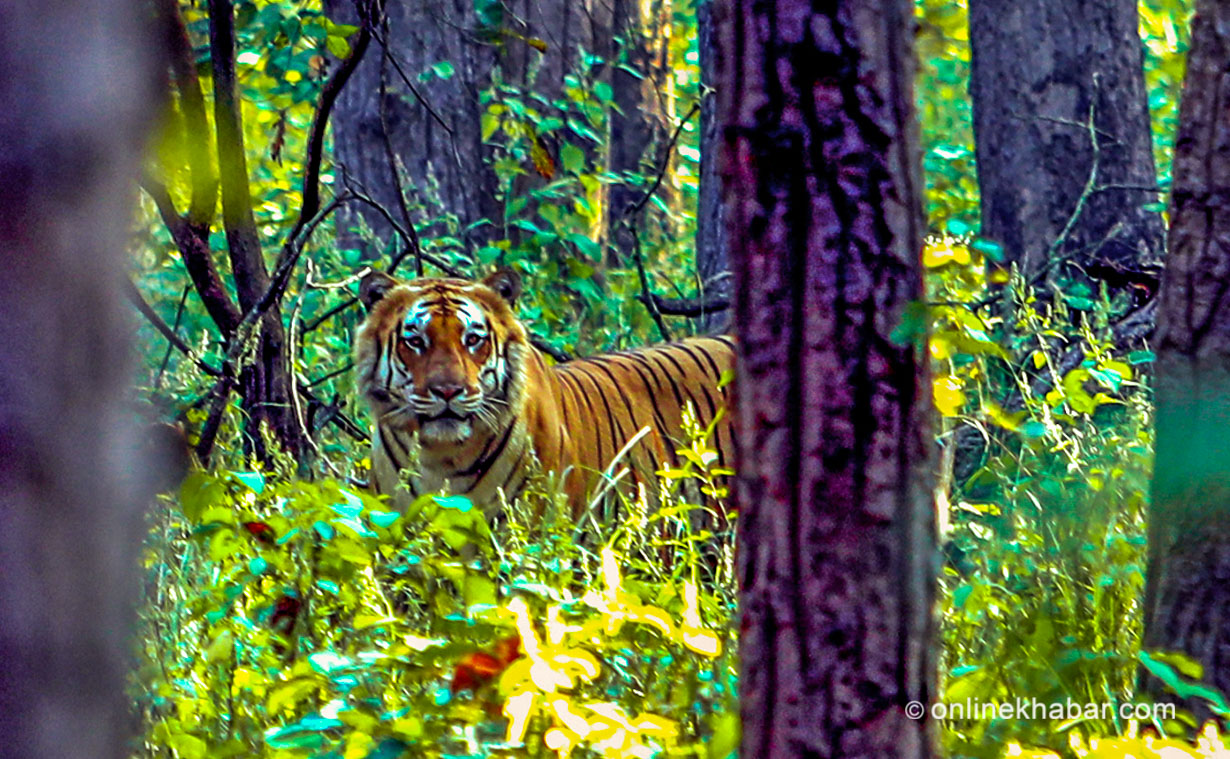Shuklaphanta National Park can be nature lovers' next destination in ...