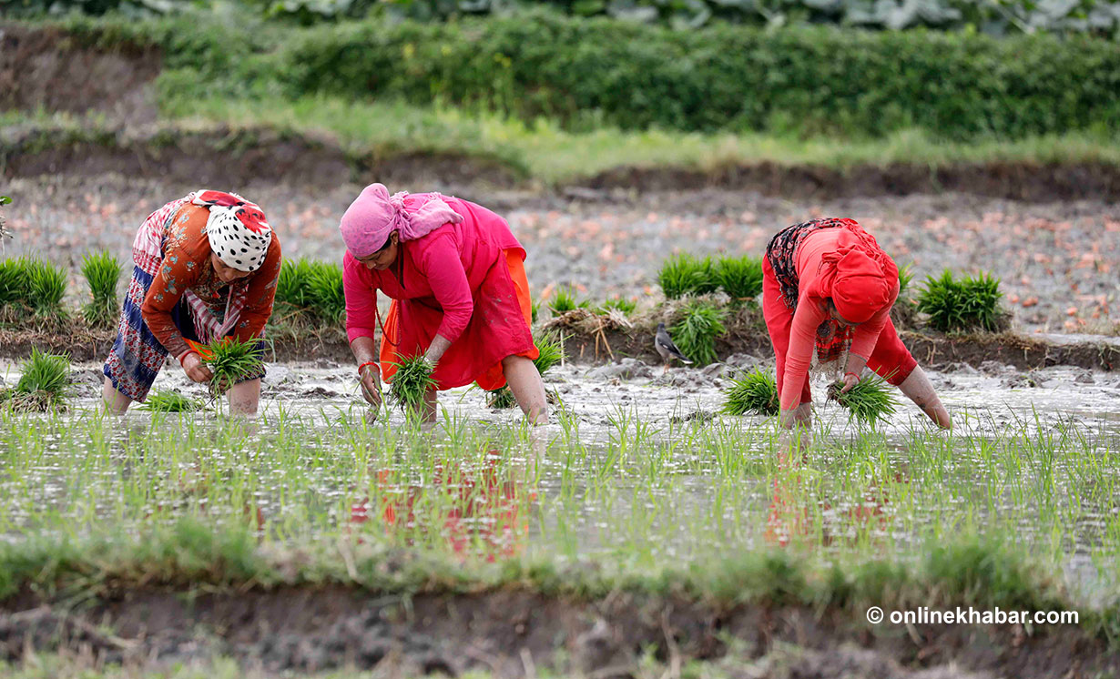 Nepal festival calendar: 15 major festivals of Nepal in 12 months every ...