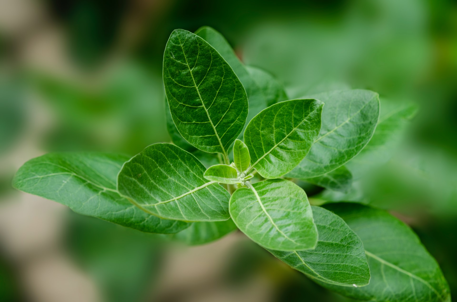 Battisa powder: A 32-herb mixture for new mothers in Nepal