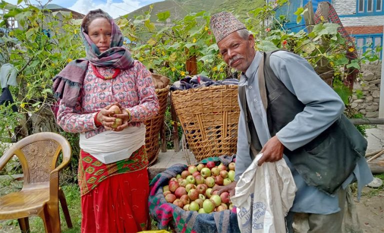 Apple farming is changing farmers' lives in Jumla of remote Karnali ...