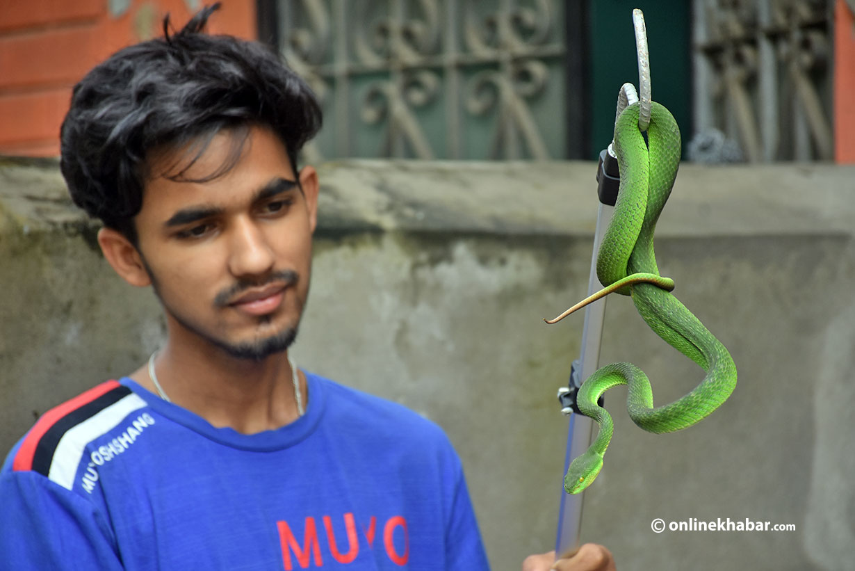 Basant Subedi: A man on the mission to rescue snakes from humans ...