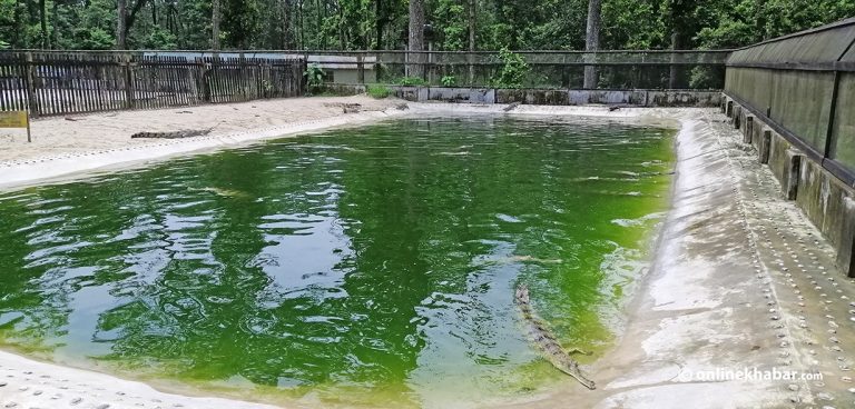 Gharials in Nepal: A story of hope and fear