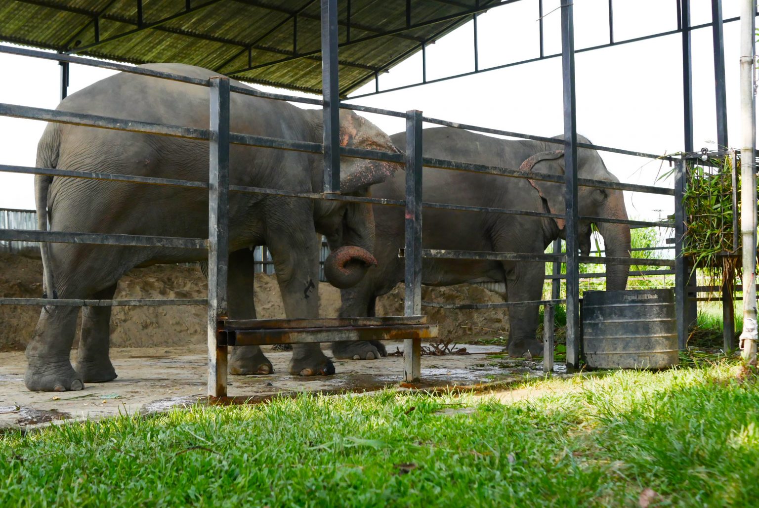 Captive elephants question Nepal commitment to conservation