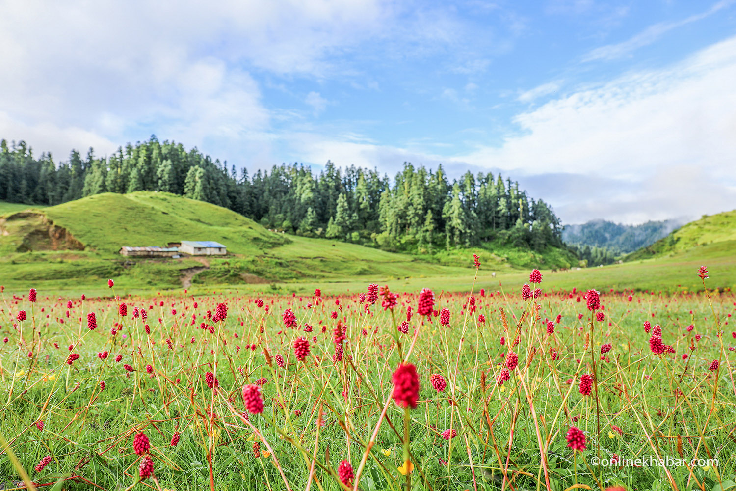 Khaptad is heaven every monsoon thanks to blossoming wildflowers ...