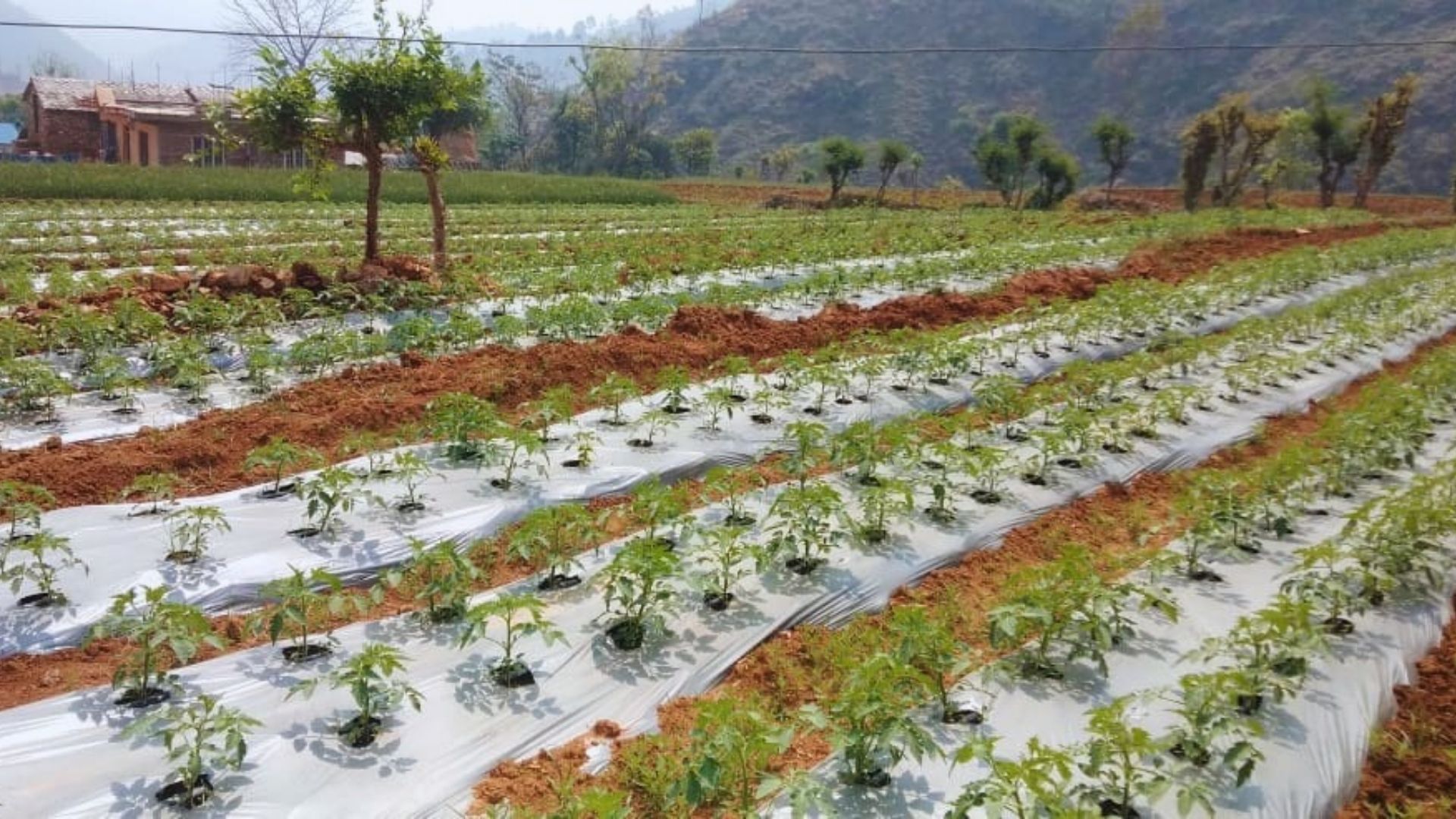 Super Krishak app is turning Nepal farmers smart