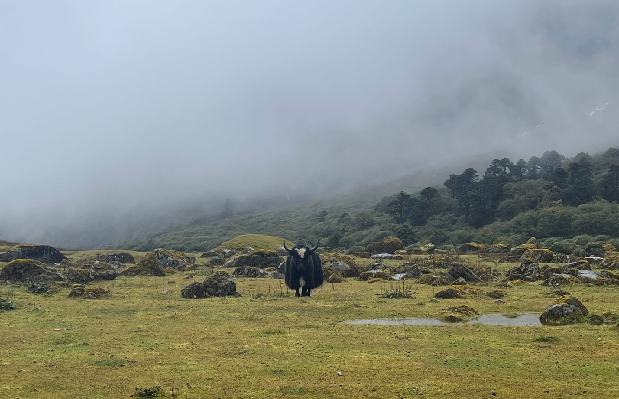 Mundhum Trail Visit Year 2025: Preparation on to attract at least ...