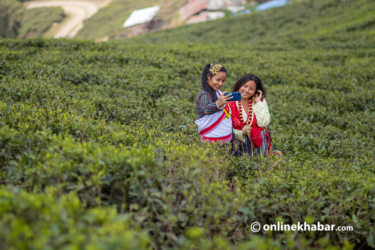 Why eastern Nepal needs to promote tea tourism - OnlineKhabar English News