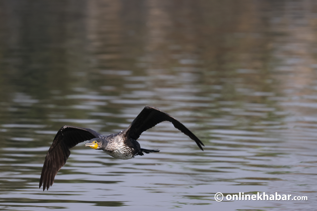 Great cormorants at Taudaha lake on Kathmandu outskirts (Photo feature ...