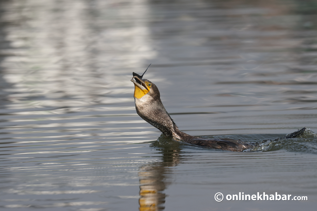 Great cormorants at Taudaha lake on Kathmandu outskirts (Photo feature ...