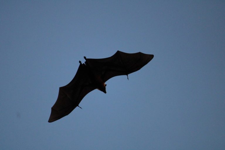 Bat conservation in Nepal: The creepy characterisation of this ...