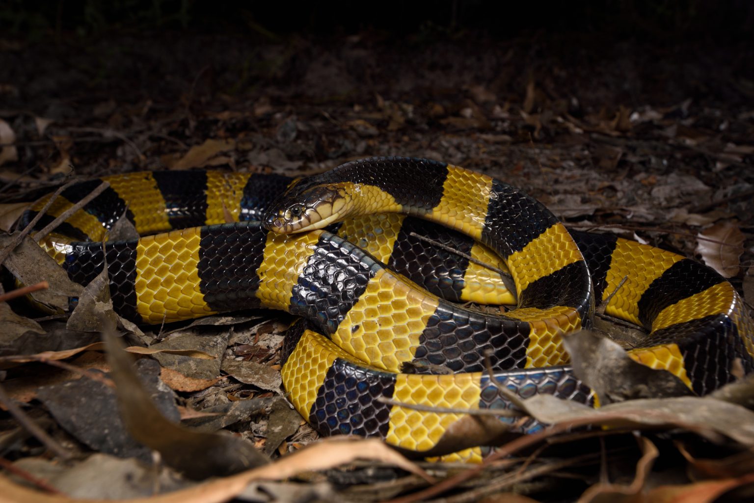 Kraits are behind many snakebites in Nepal. Know more about them ...