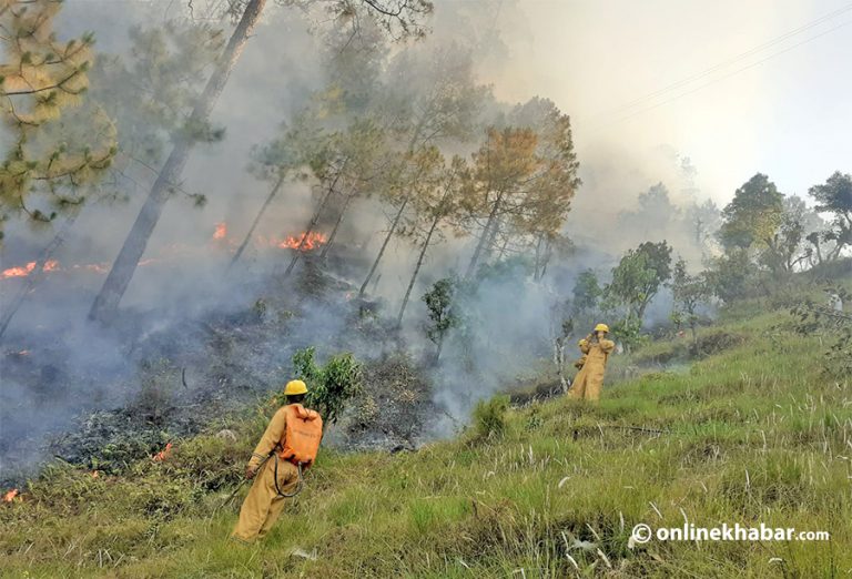 Embracing controlled burning for sustainable forest management ...