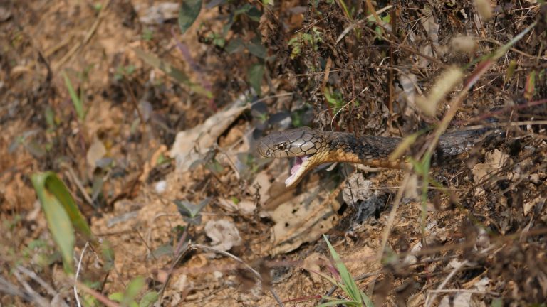 Snakes in Nepal: 5 interesting species of reptile to know