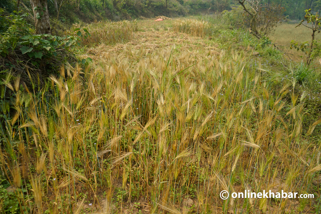 Narayan Wagle: Nepal's famed journalist-writer is farmer now